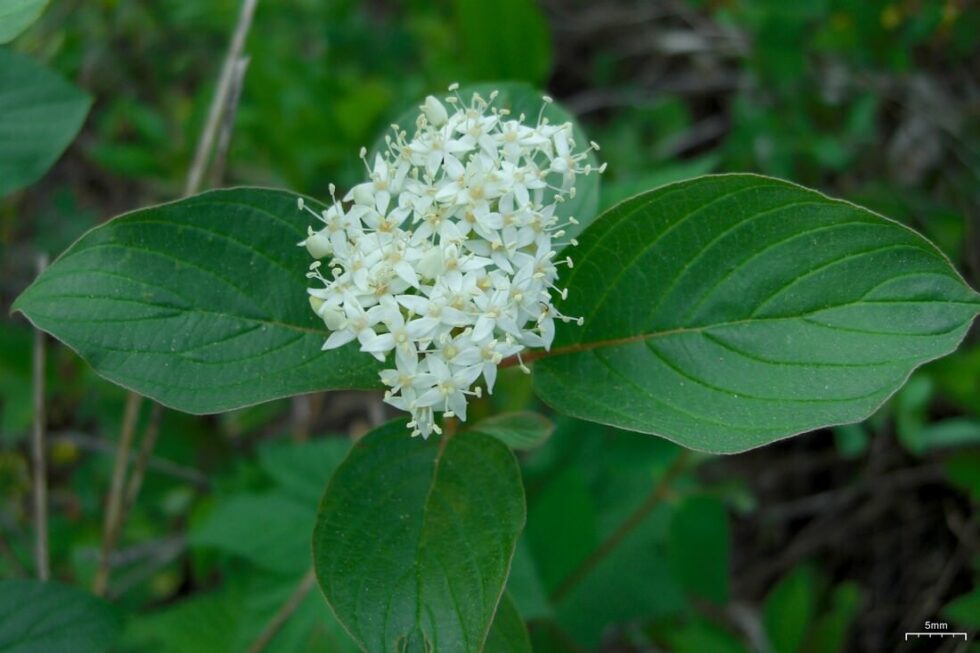 Elderflower season is here - Bespoke Botanicals